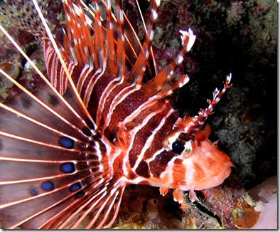 BareDiver Travel and Scuba Agency: Divers needed to help with Lionfish ...